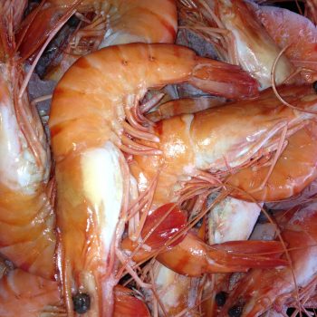 Raw Crevettes. - Fresh Cornish Crab, Shellfish & Prawns, Locals - Fresh ...