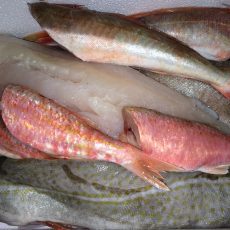 The fish box club - have a box of fresh cornish fish delivered to your ...