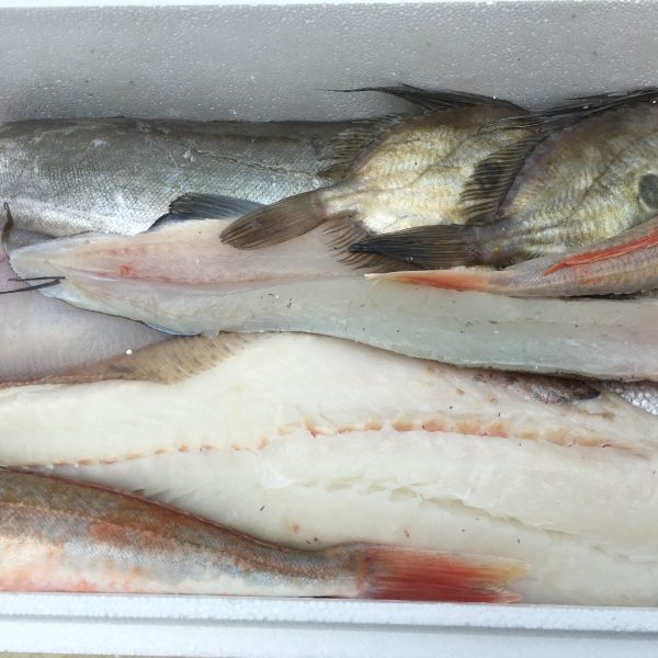 The fish box club - have a box of fresh cornish fish delivered to your ...