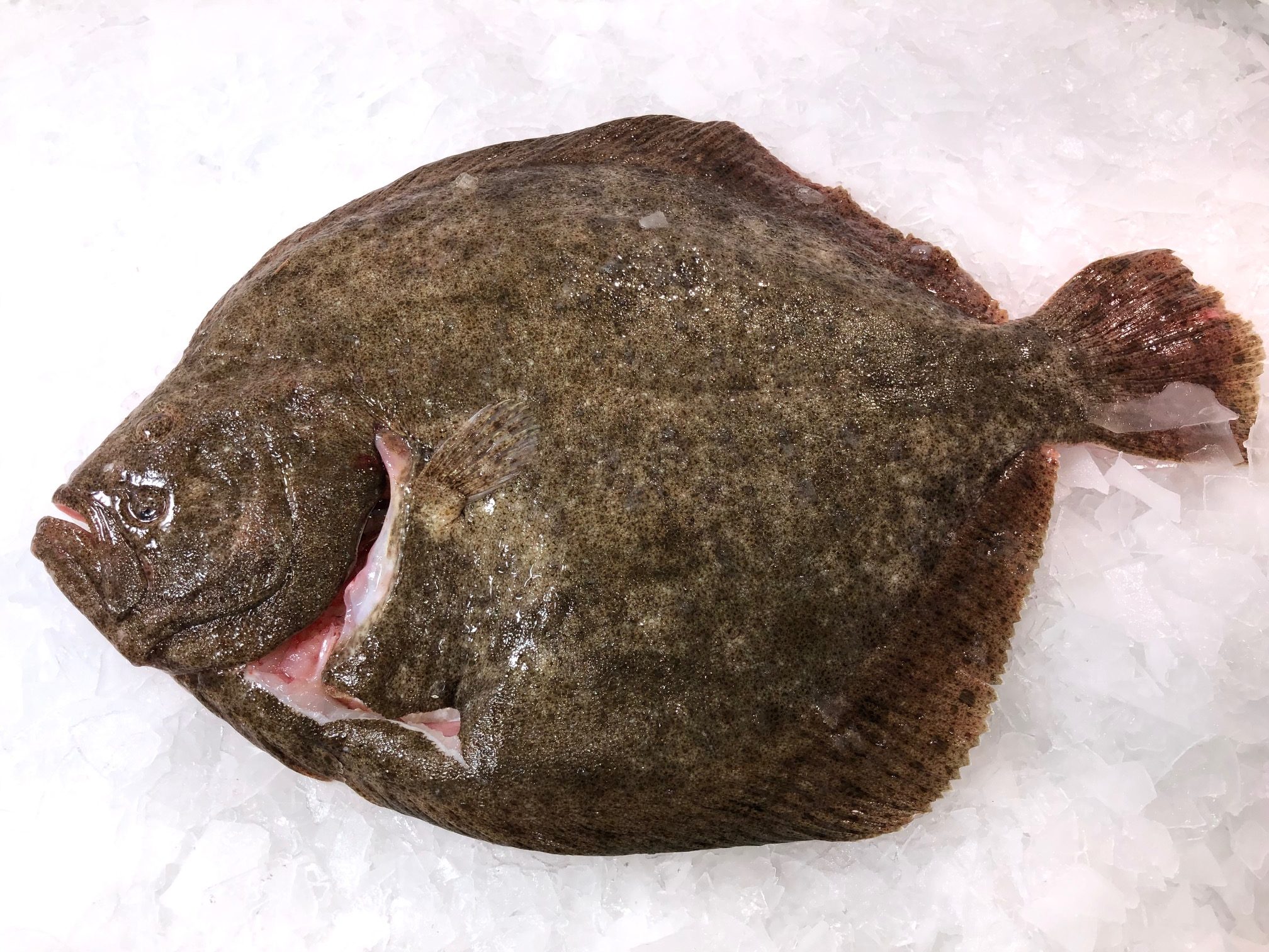 Turbot Flat Fish Locals Whole White Fish And White Fish Fillets