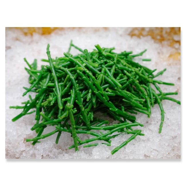 Samphire Grass | Cornish Sea Salts, Fish High in Omega 3, Flat Fish ...