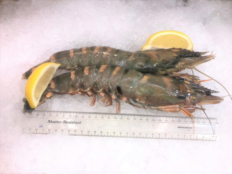 30cm Jumbo Tiger prawns. | Fresh Cornish Fish