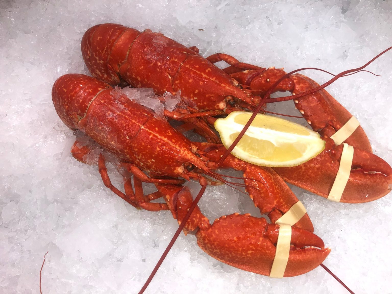 Lobsters (Cooked) | Fresh Cornish Crab, Shellfish & Prawns, Locals ...